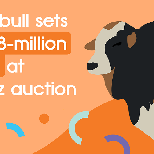 Boran Bull Sets New R8-Million Record At Hurwitz Auction